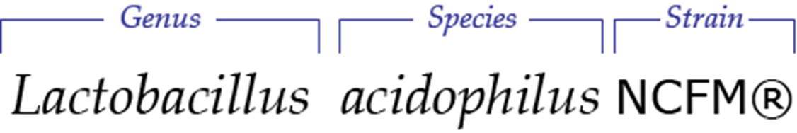 Lactobacillus: all you need to know