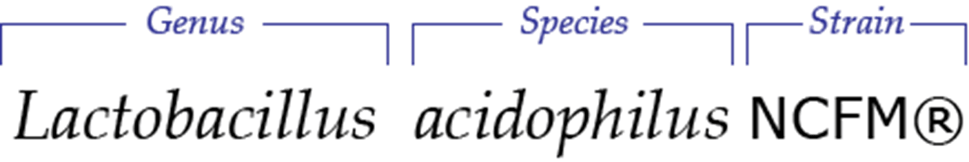 Lactobacillus: all you need to know