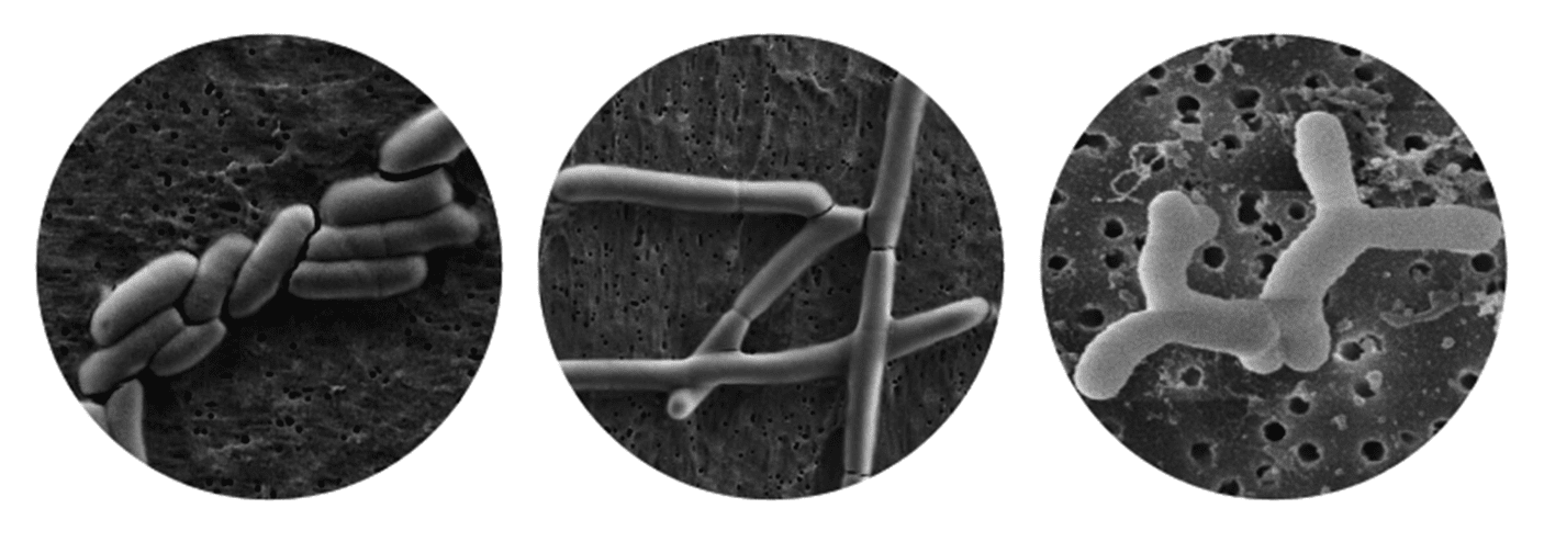 What are Probiotics? | Probiotics Learning Lab