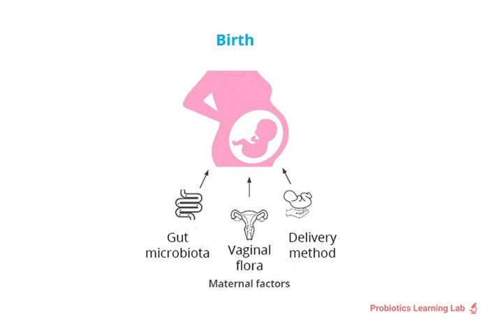 Probiotics for Pregnancy | Probiotics Learning Lab