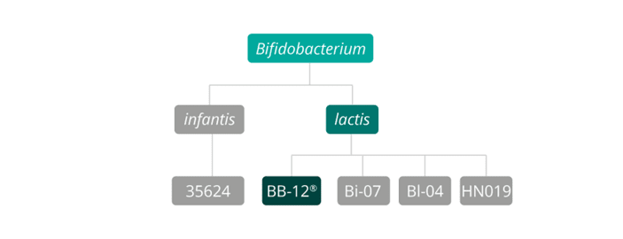Bifidobacterium lactis BB-12® | Database