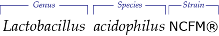 Lactobacillus: all you need to know